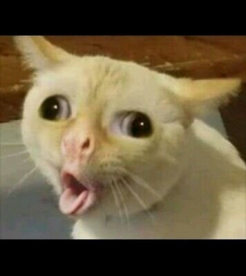 Trending Memes, Sound Effects, Funny Videos & GIfs Collection