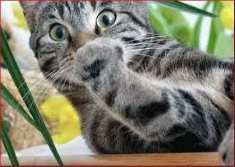 Trending Memes, Sound Effects, Funny Videos & GIfs Collection
