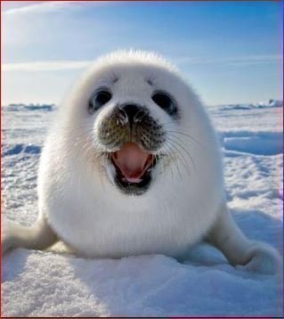 Seal Of Approval | Free Memes Templates Download
