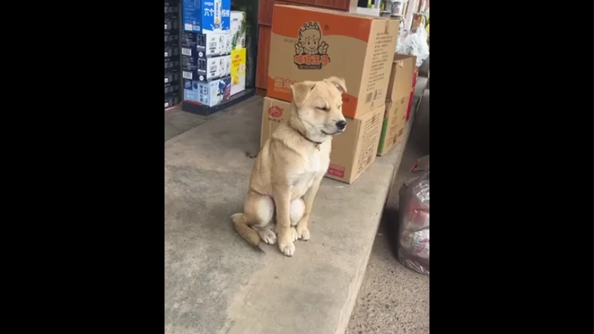 Memes Download: Funny Videos, GIFs, Sound Effects & Templates
