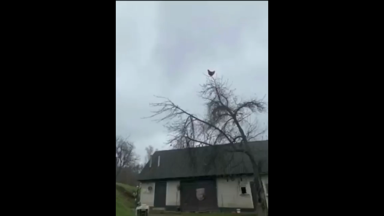 Chicken Screaming Meme Video Download | Memes.co.in